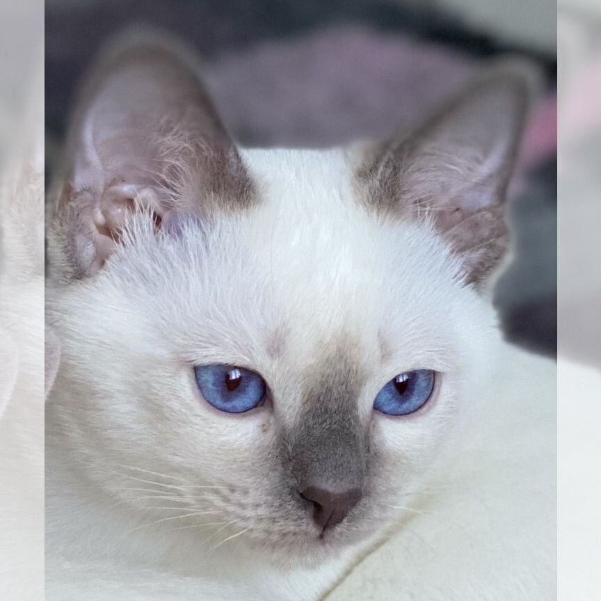 Тайские котята