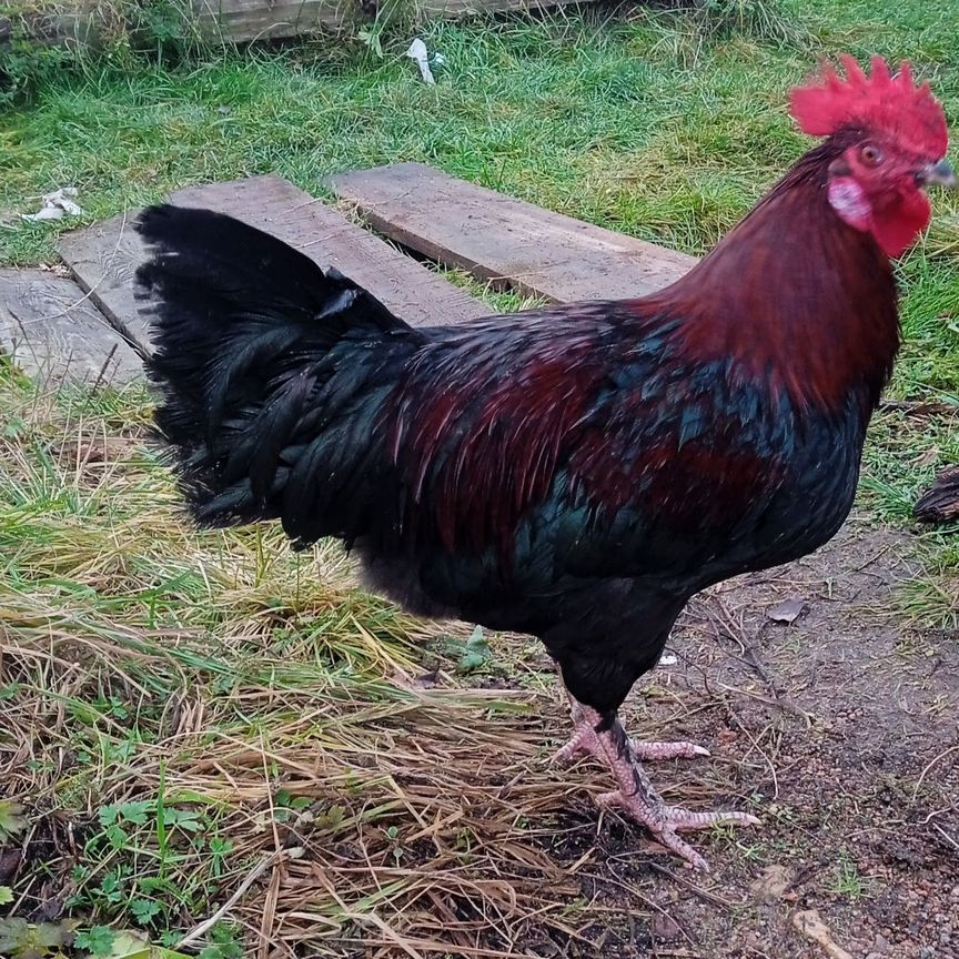 Петух Маран черно-медный