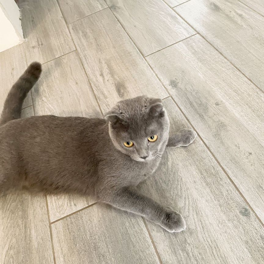 Котенок