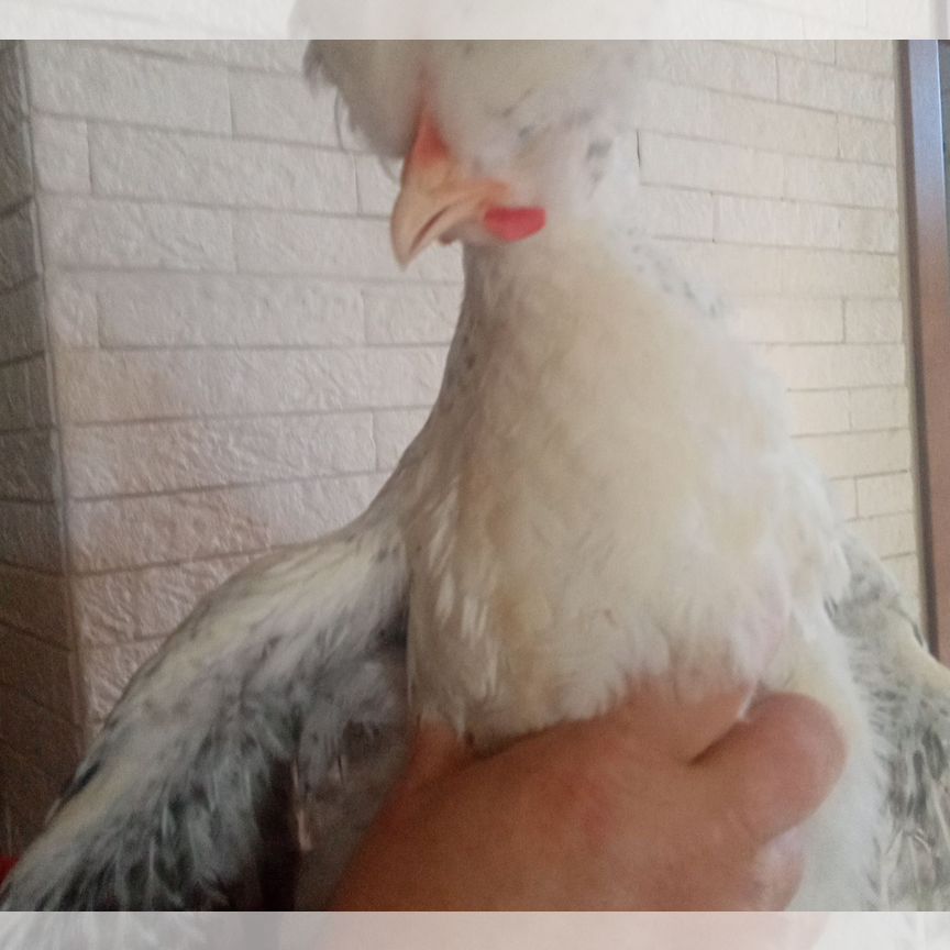 Куры русская хохлатая