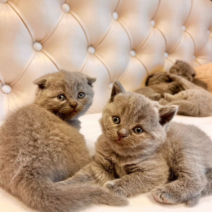 Котятки шотланские