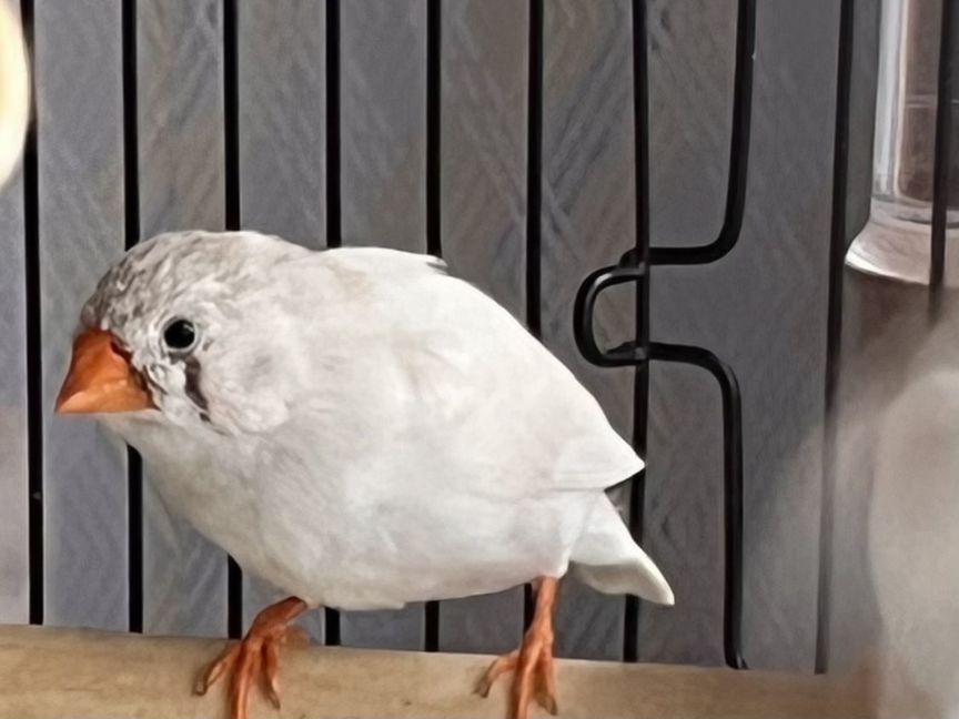 Самочки зебровых Амадин