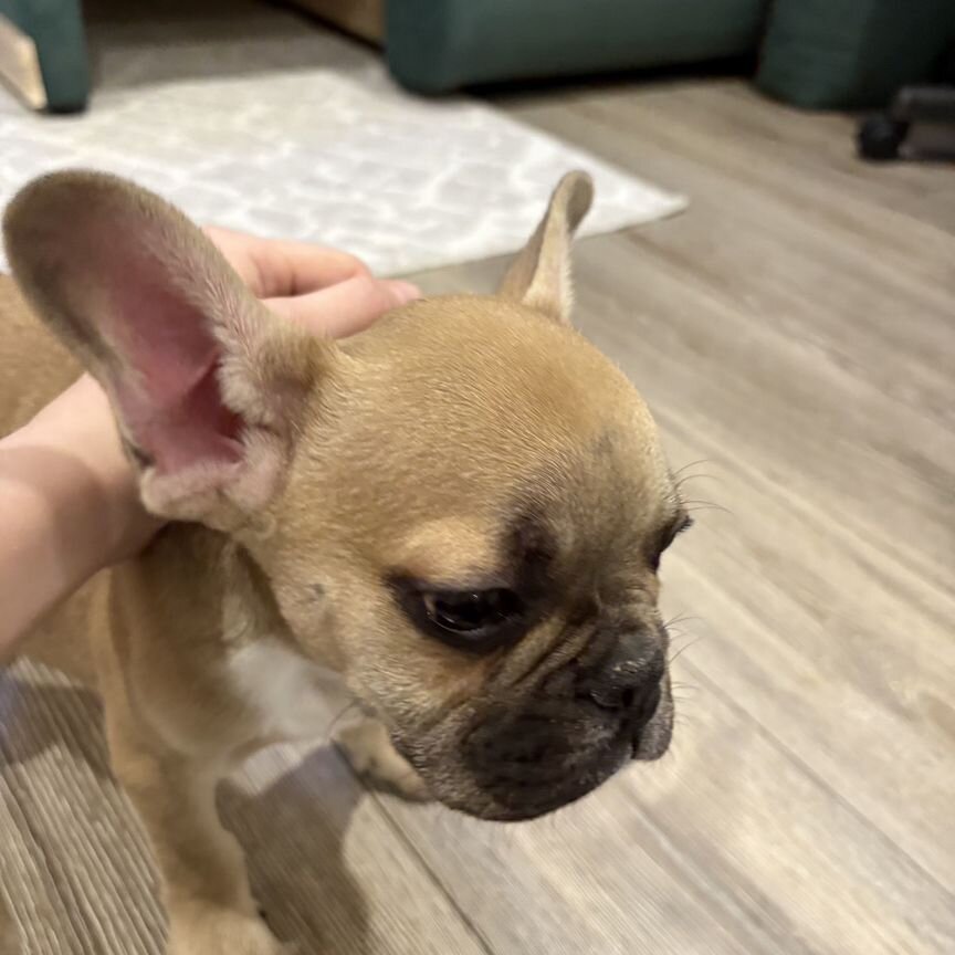 Французский бульдог, щенок