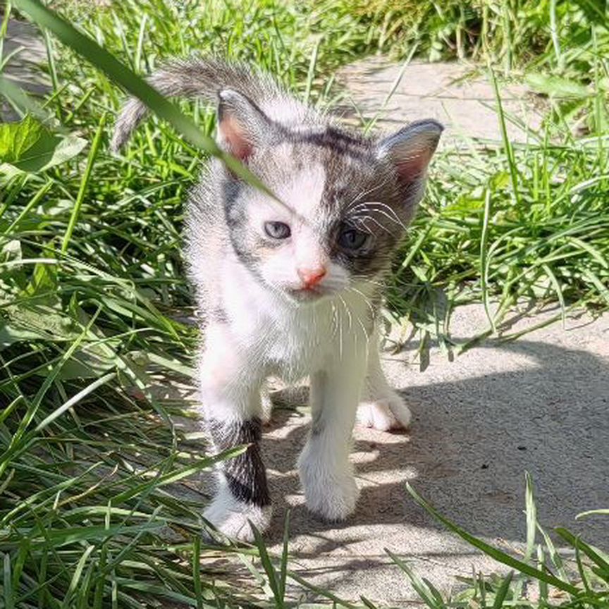 Котята бесплатно