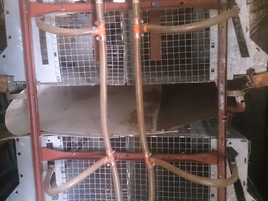 Оборудование для содержания птицы