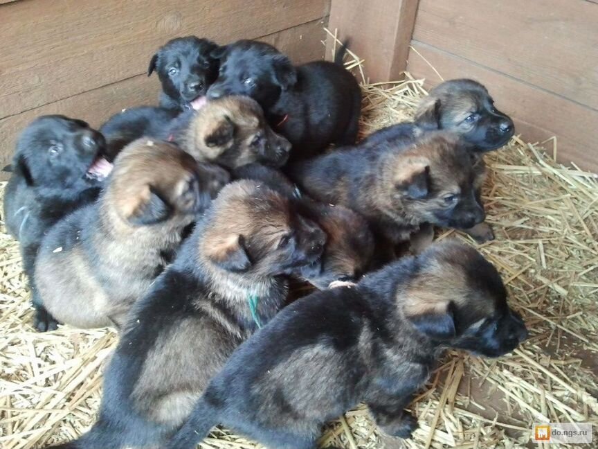 Толстолапые вольерные щенки немецких овчарок