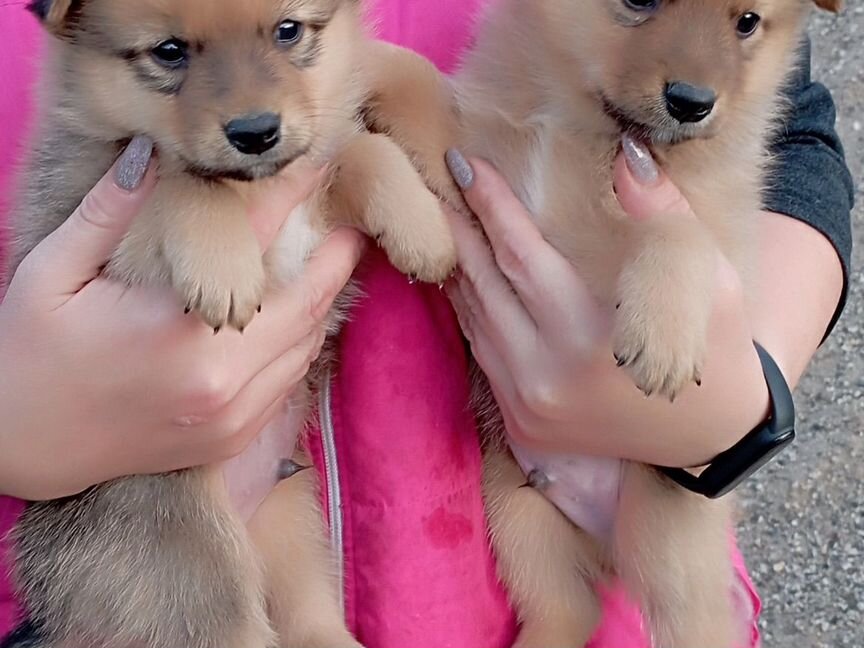 Щенки карело финской лайки