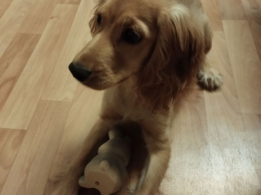 Английский кокер - спаниель в добрые руки