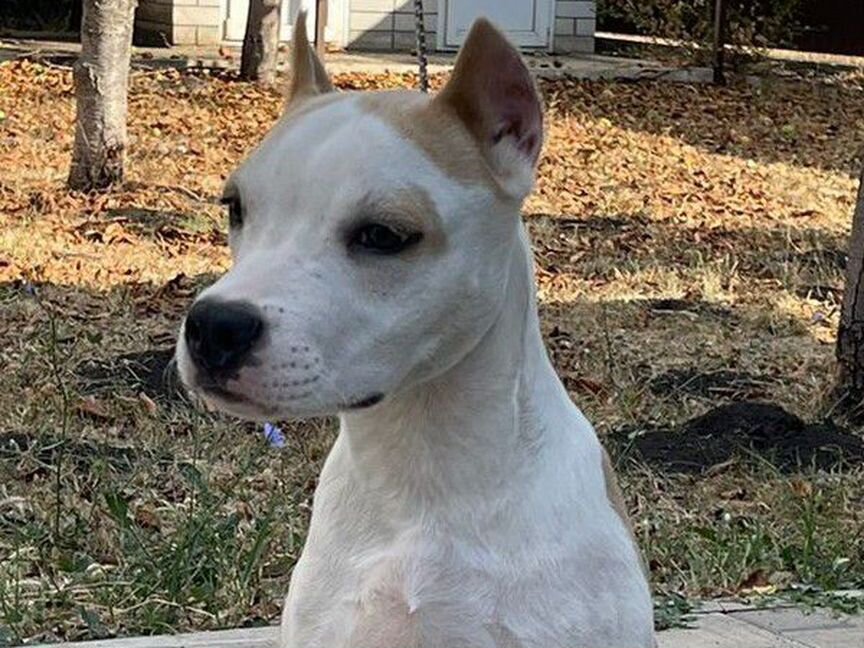 Стаффордширский терьер