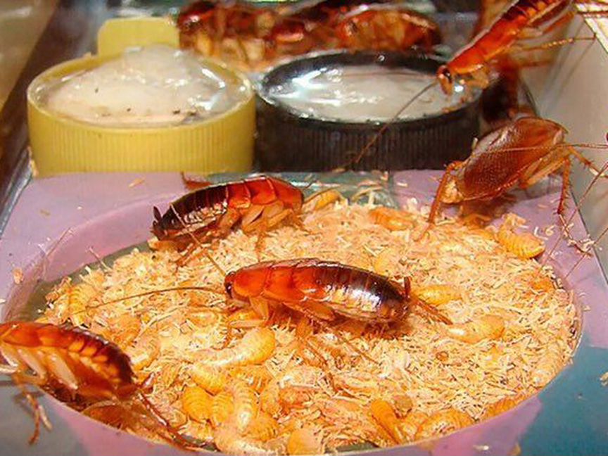 Туркменские тараканы(заморозка)