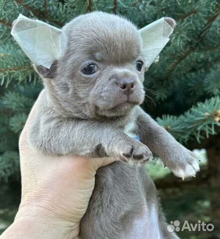 Щенки чихуахуа большой выбор окрасов