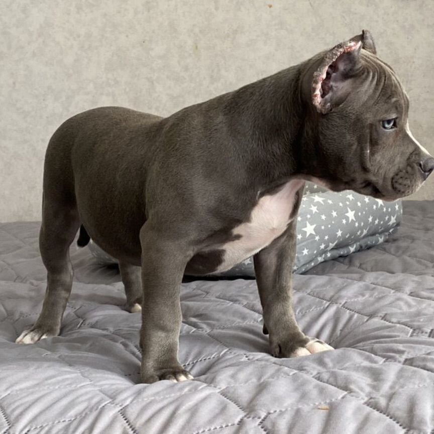 Американский булли классик сука голубая 2,5 мес