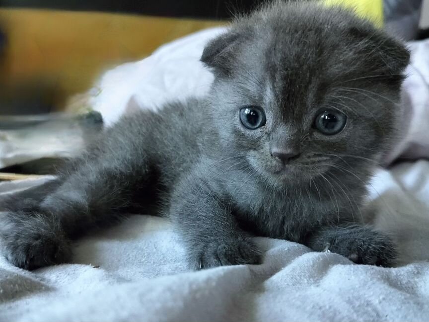 Британские вислоухие котята