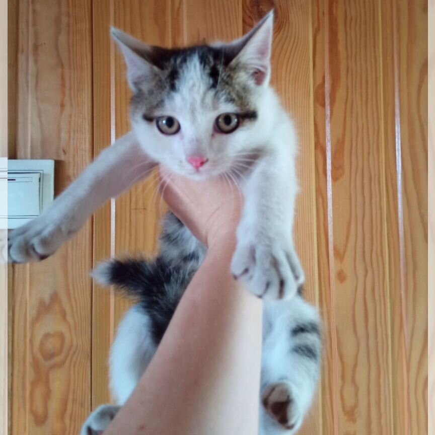 Котёнок в добрые руки