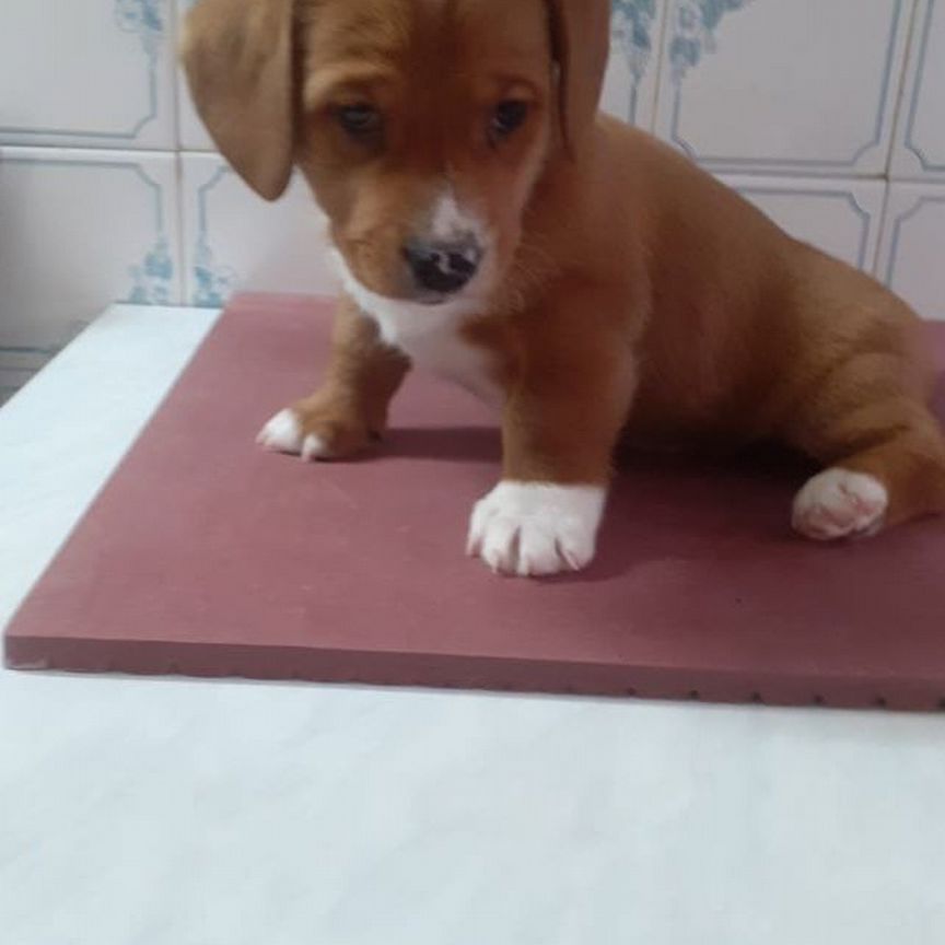 Отдам щенка в добрые руки