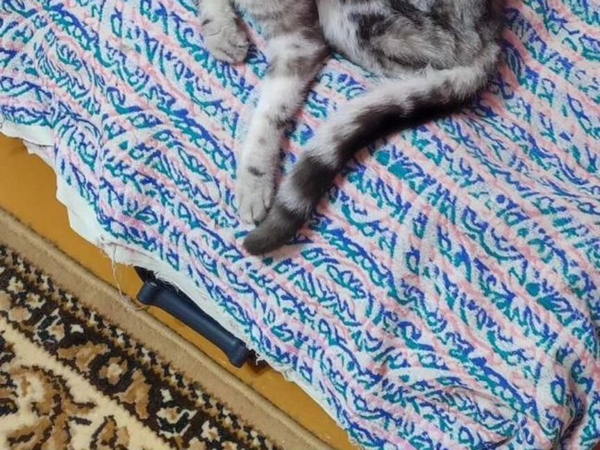 Кот