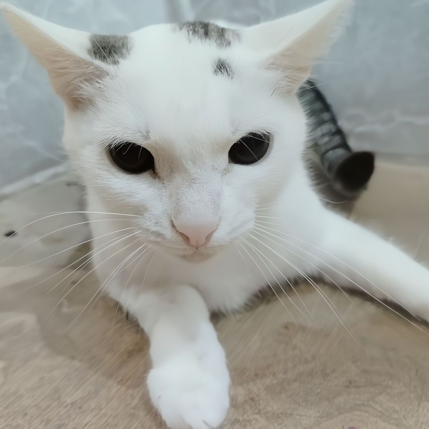 Взрослая кошка в добрые руки