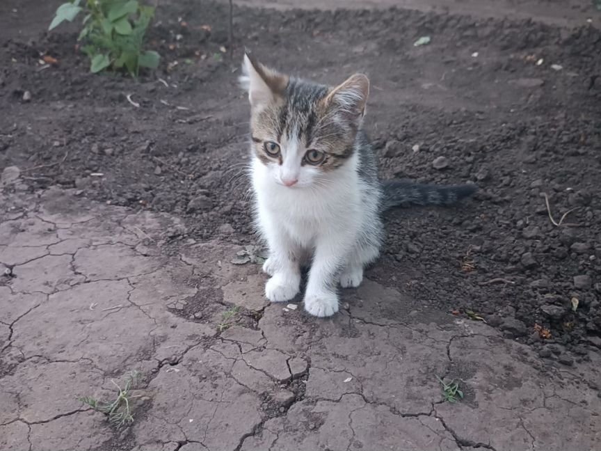 Котенок девочка в добрые руки
