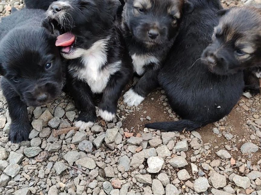 Щенята в добрые руки