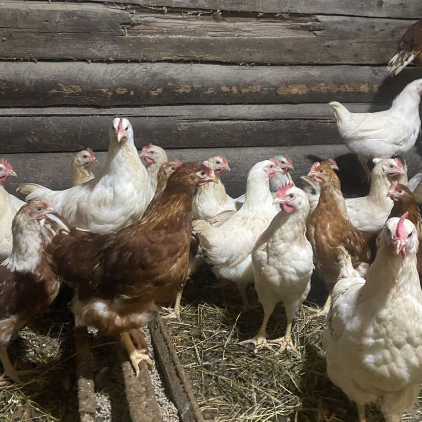 Молодые петушки