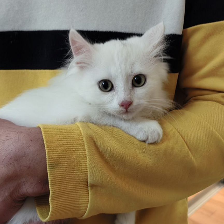 Очаровательный белый котенок