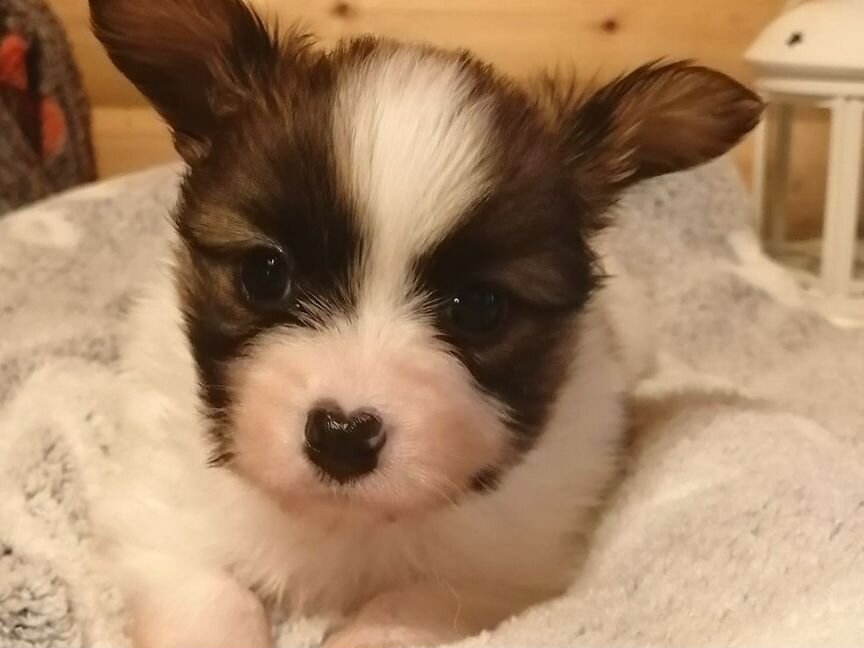 Папийон Идеал