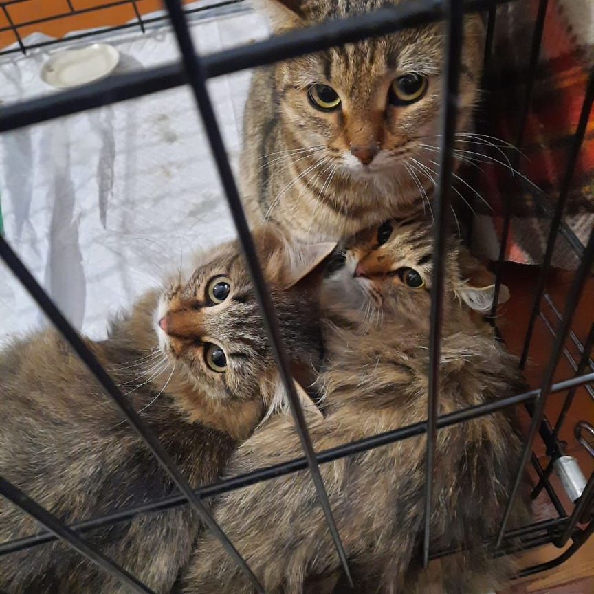 Пристройство кошек