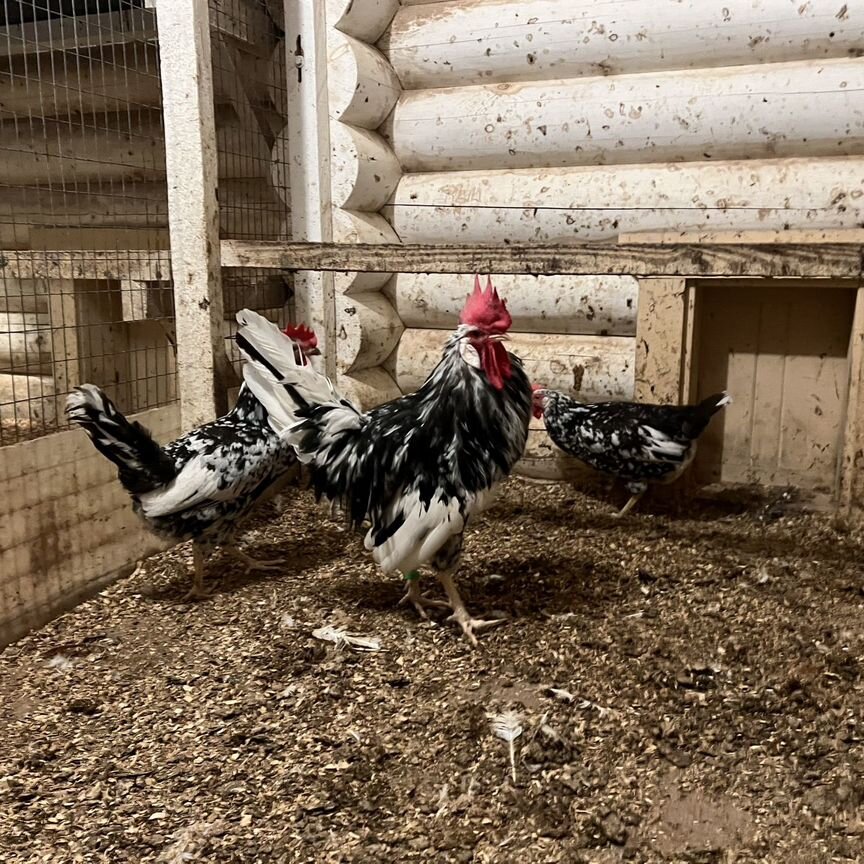 Леггорн далматинец