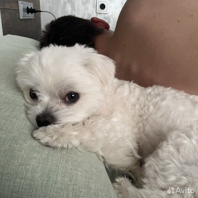 Вязка кабеля мальтезе