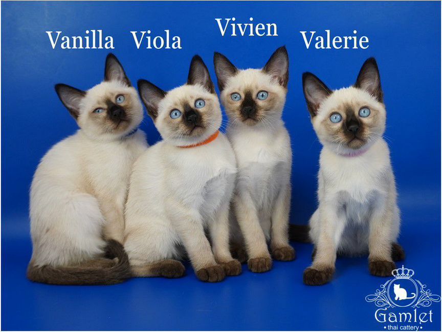 Тайские котята