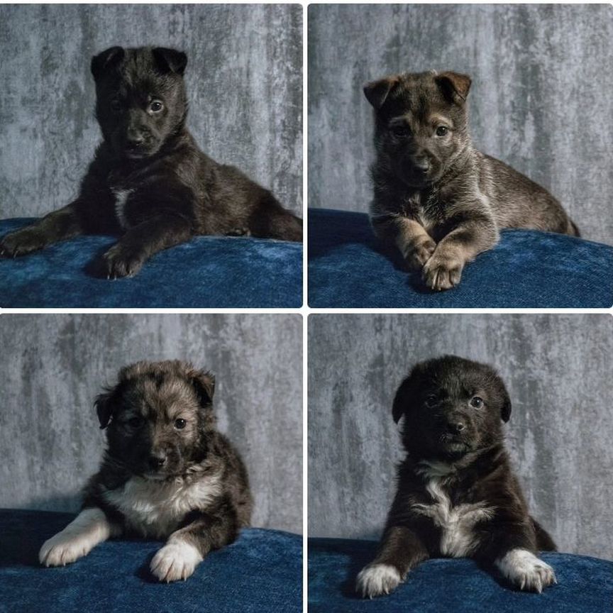 Щенки в добрые руки