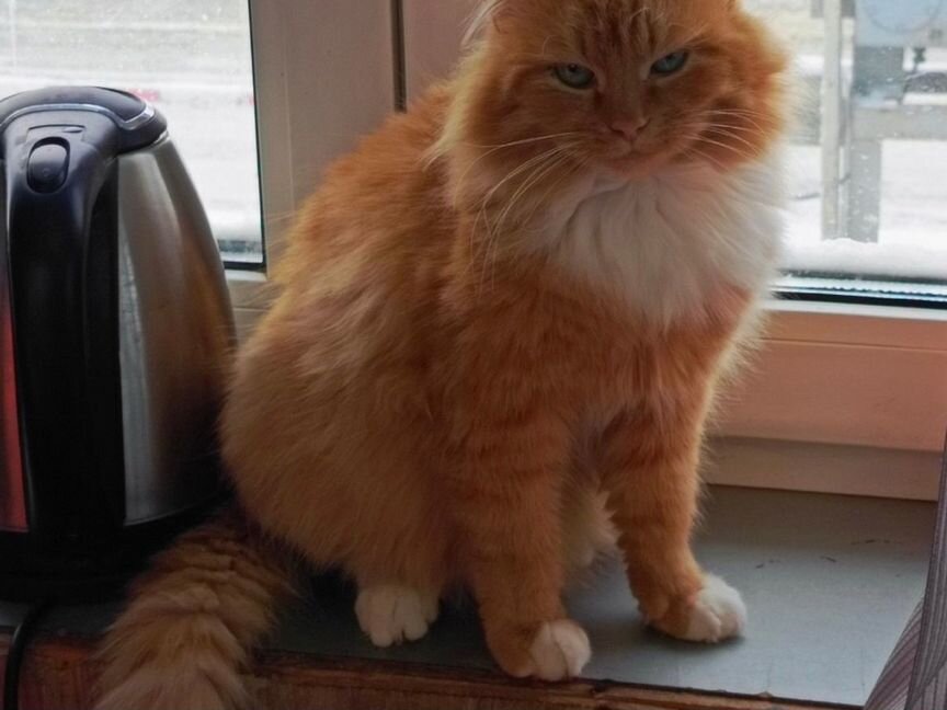 Кота бросили. Нужен дом или передержка