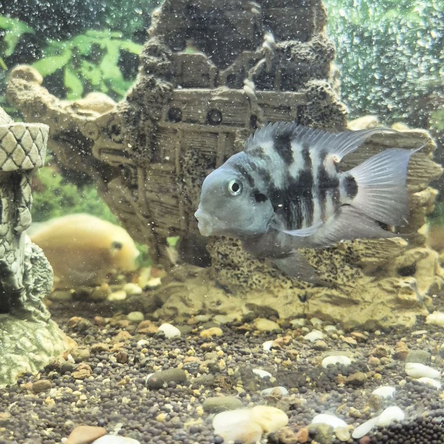 Рыбка попугай