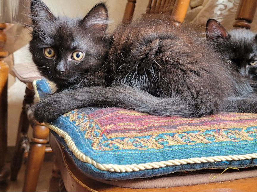 Отдам бесплатно котят в добрые руки