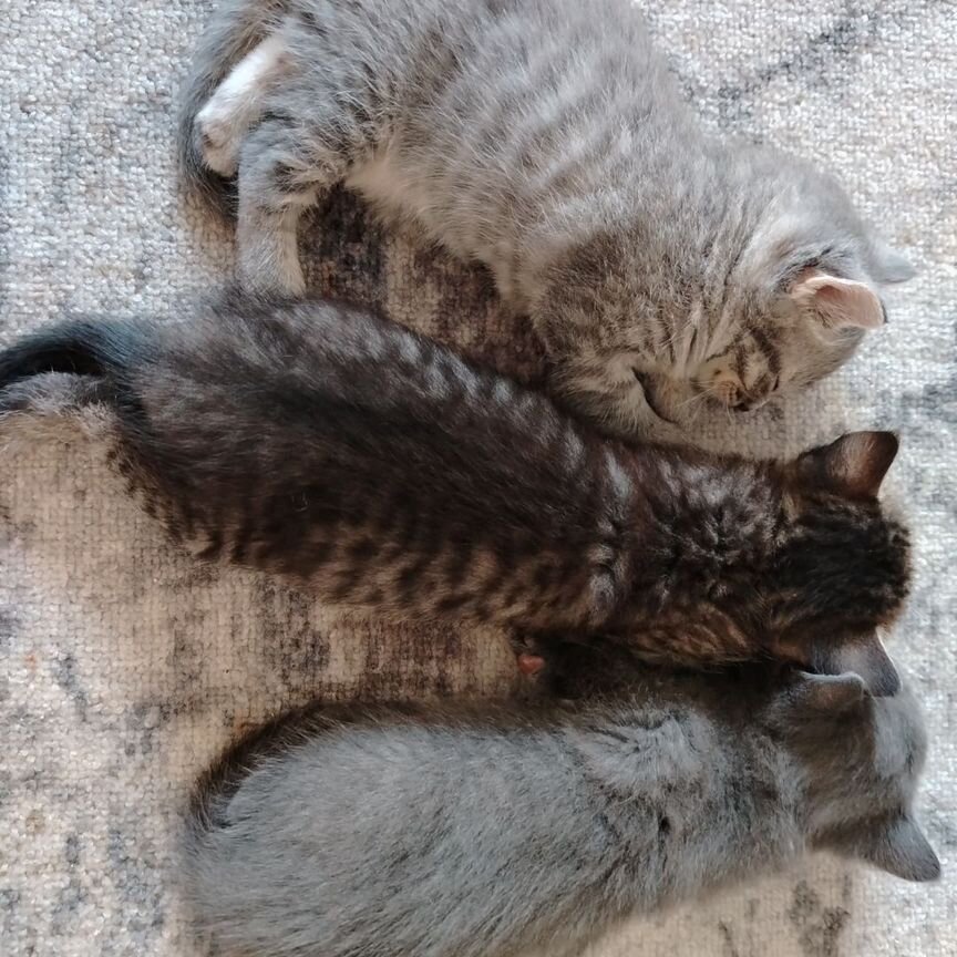 Котята в добрые руки