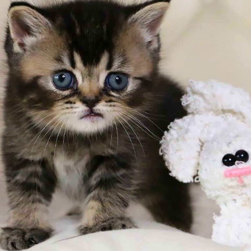 Британский котенок