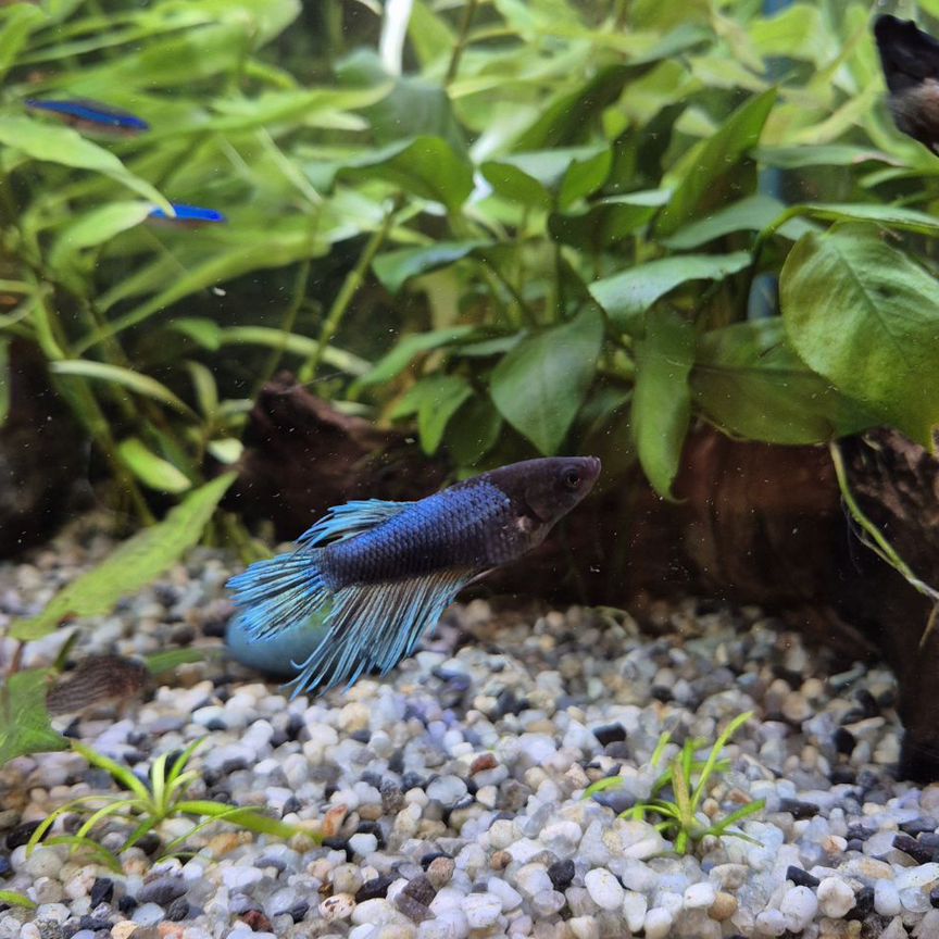 Самка петушка рыбка