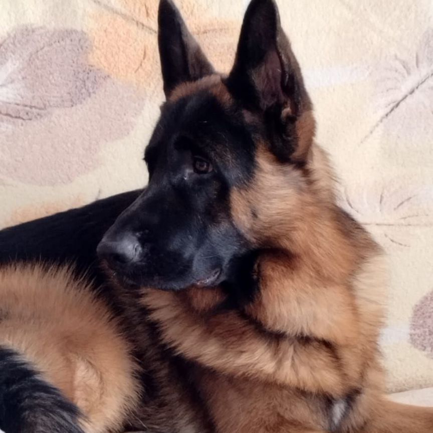 Немецкая овчарка