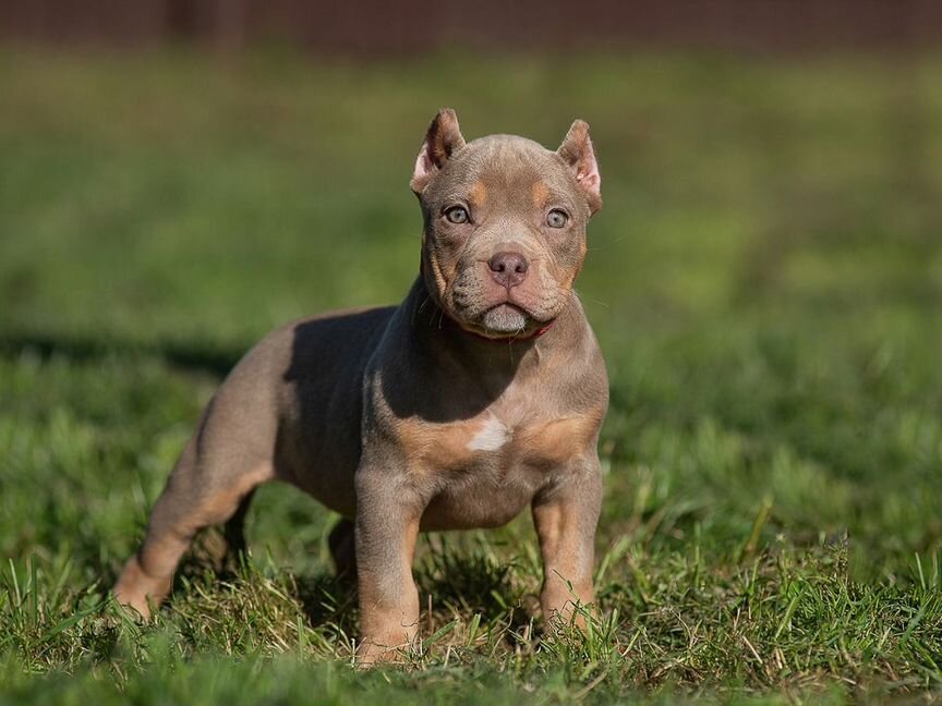 Американский булли щенки