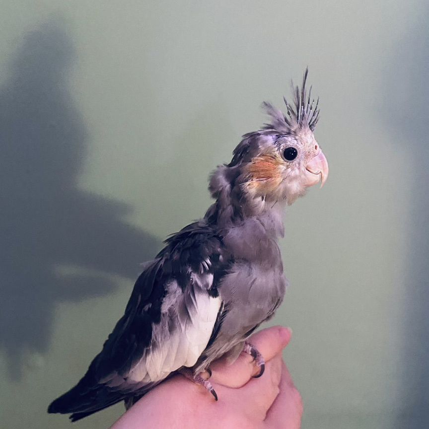 Попугай корелла 2,5 мес