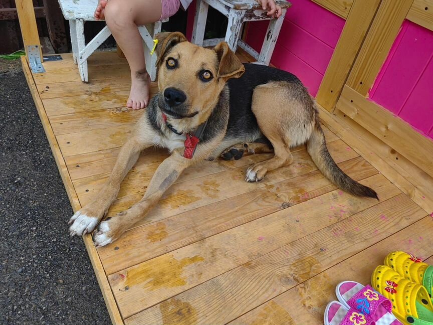 Ищет дом замечательная Собака Марта