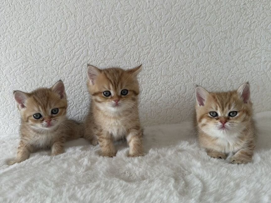Кошка золотая шиншилла