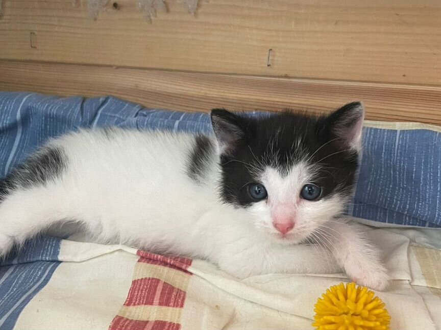 Черное белый котенок 1 месяц скучает по человеку