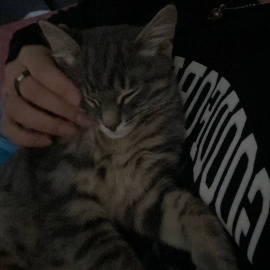 Взрослый кот в добрые руки