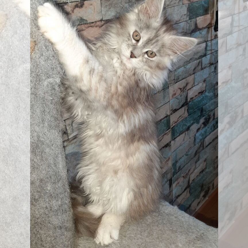 Кошки породистые