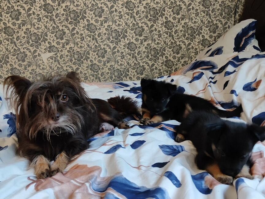 Щенки от маленькой собачки