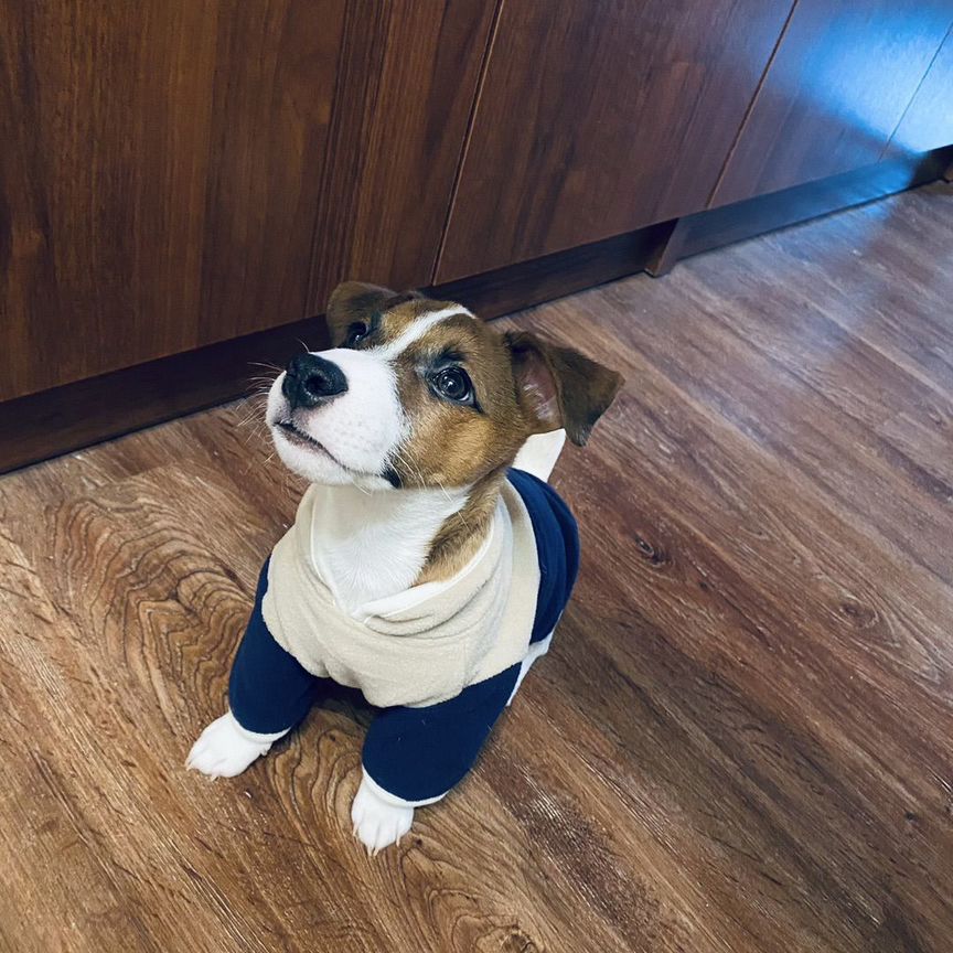 Джек рассел