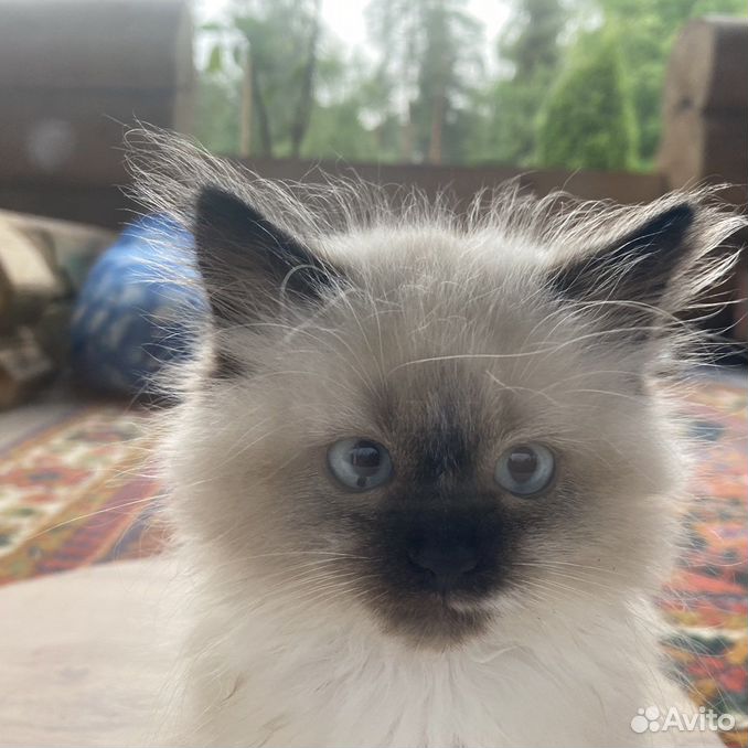 Эксклюзивный малыш