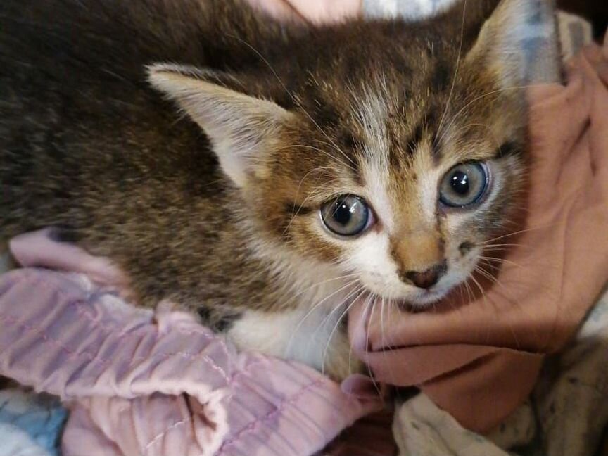 Маленький котёнок 1,5 месяца на заводе