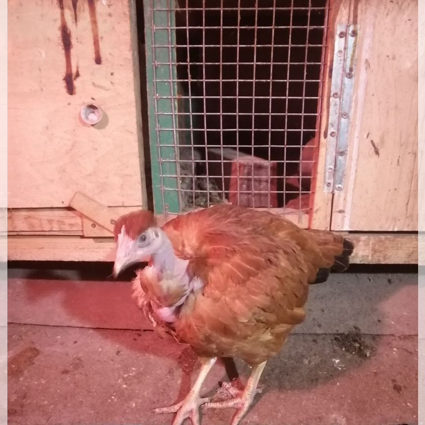 Куры несушки разные, есть брамы и голошейки